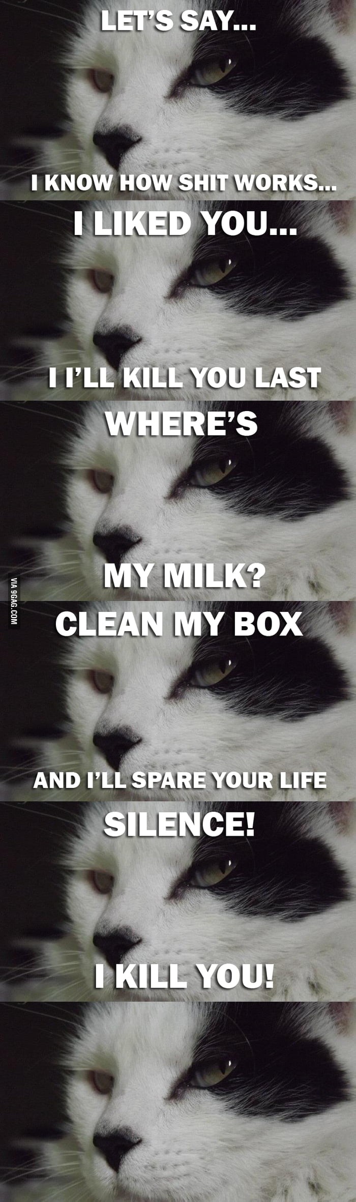 Assassin's cat - 9GAG