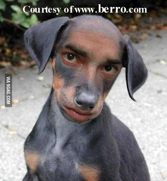 Dog-Man FACE !!! - 9GAG