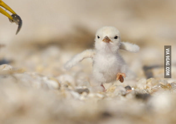 The most determined chicken I have ever seen. - 9GAG