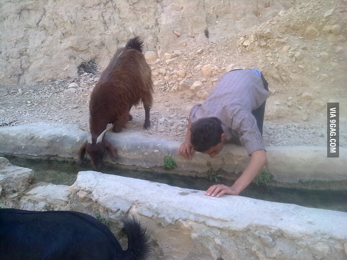 Man Vs. Sheep - 9GAG