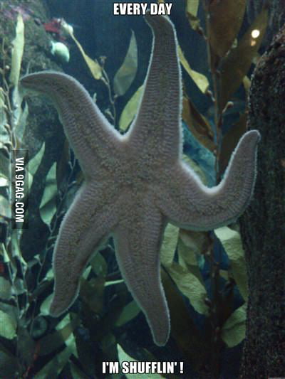 Shuffle Star ! - 9GAG