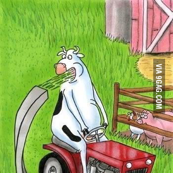 This is one smart cow - 9GAG