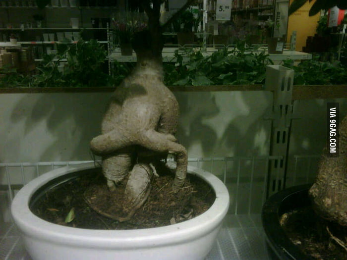 Inappropriate Bonsai tree - 9GAG