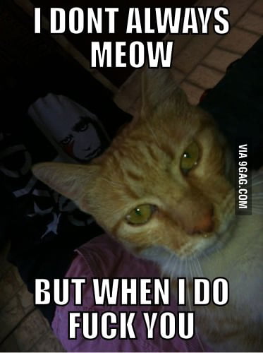 Fed up cat - 9GAG