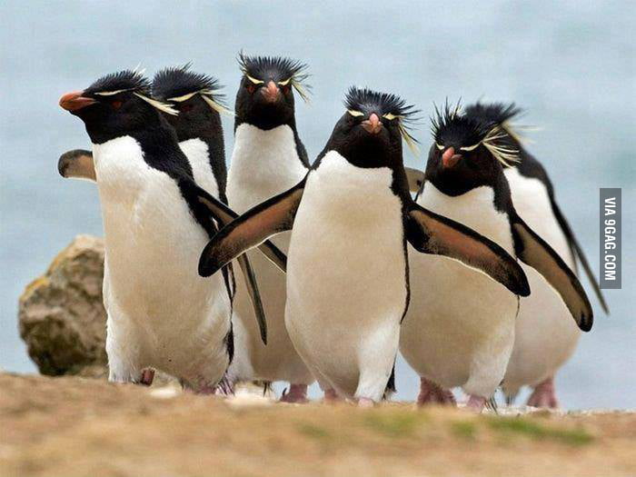 Badass Penguins - 9GAG