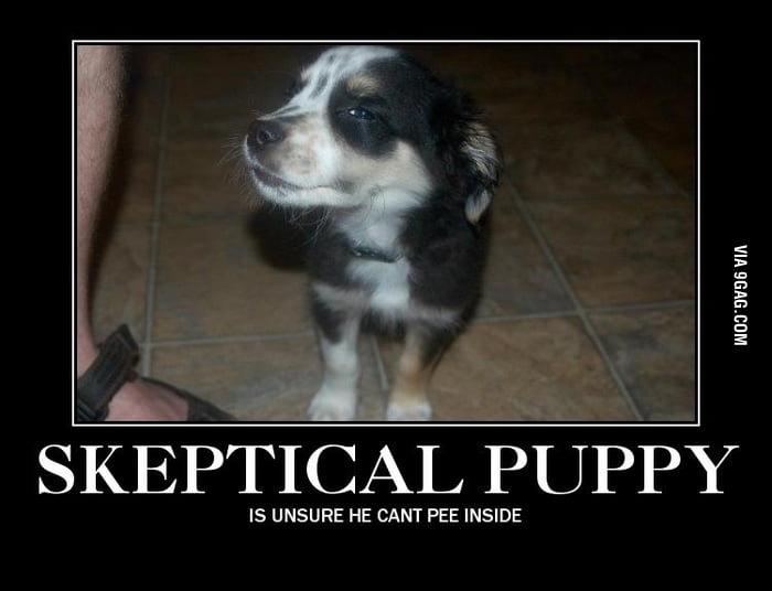 Skeptical dog thinks you're suspect.. - 9GAG