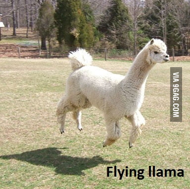 Flying llama... F**k Pegasus - 9GAG