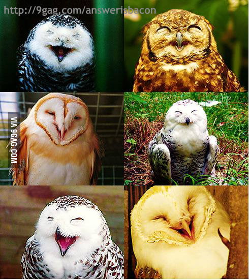 A photoset of smiling owls. - 9GAG