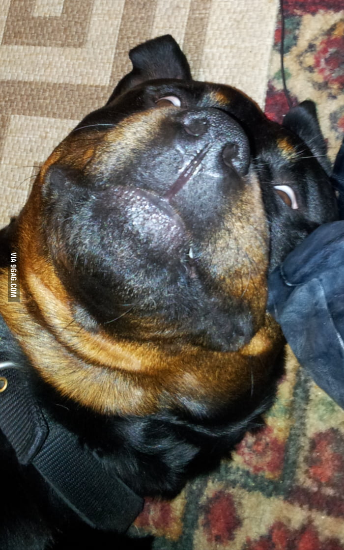 Hey there, human. - 9GAG