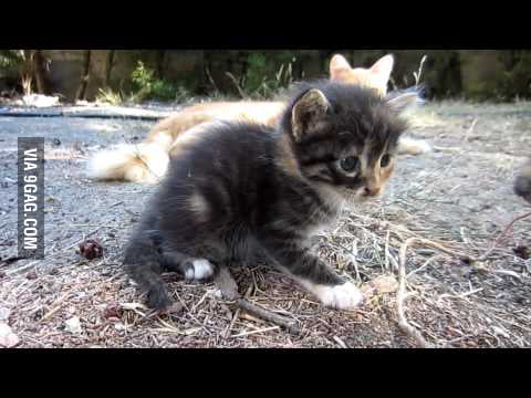 Tiny little cute hairballs - 9GAG