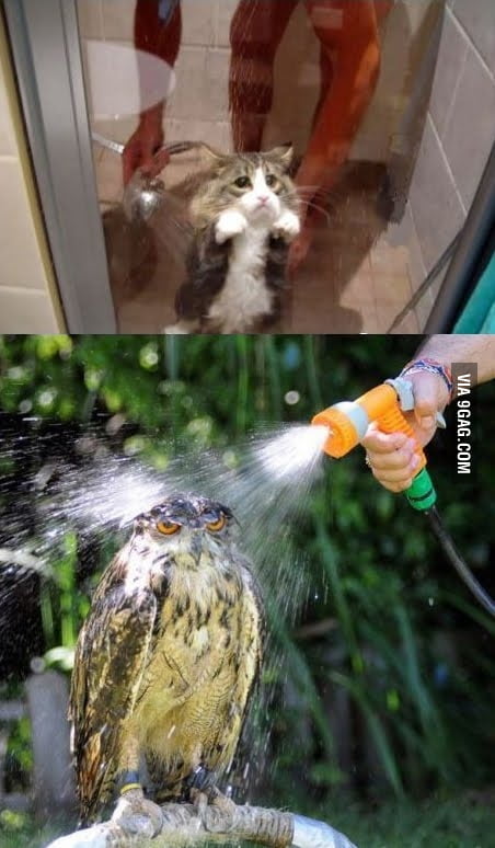 "Oh noes bath again!!" - 9GAG