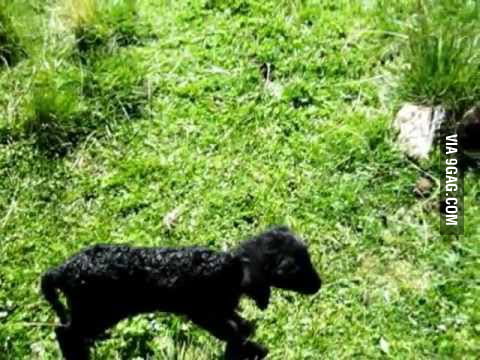 Baby-goat crying for its Mom - 9GAG