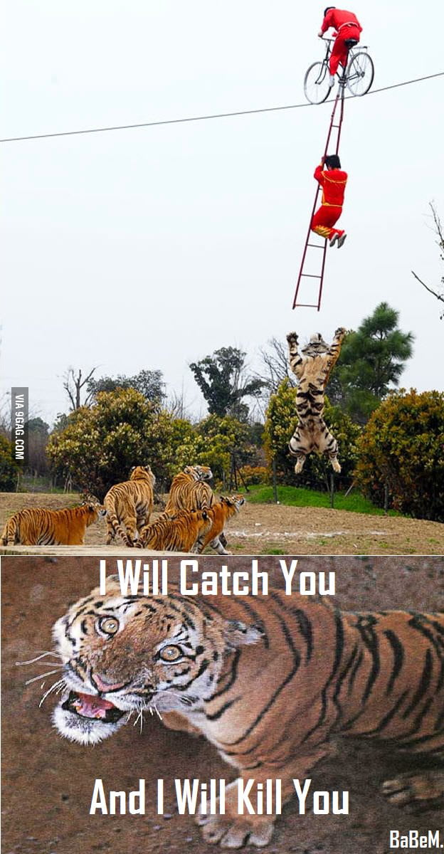 Liam Neeson's Tiger. - 9GAG