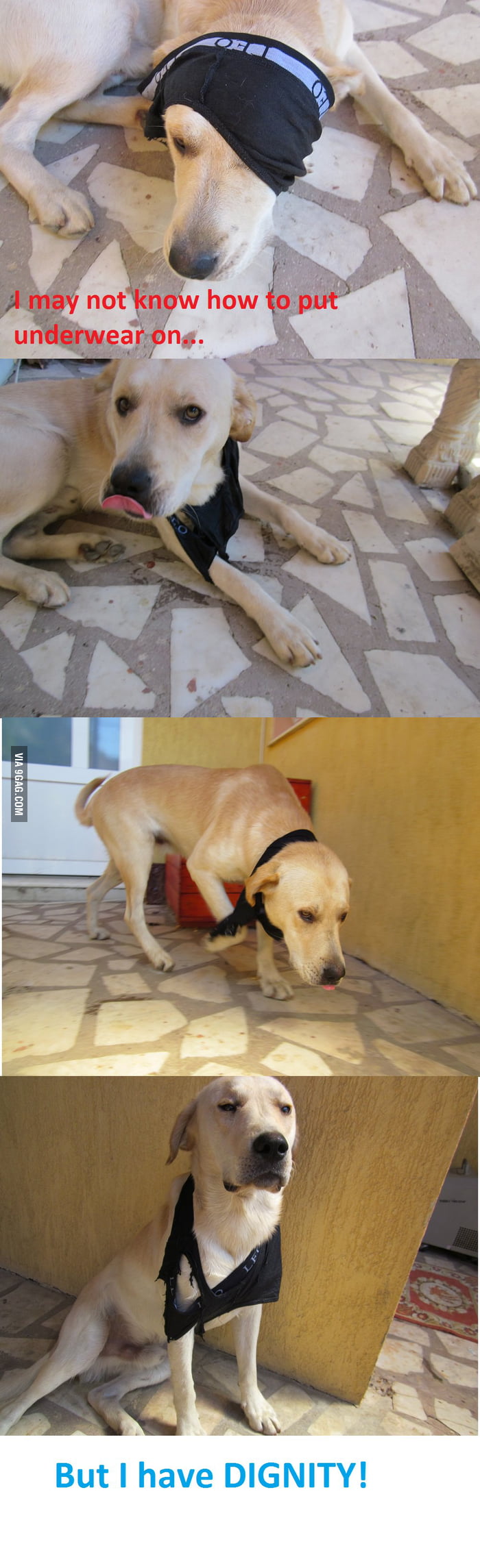Dignity dog's first strike - 9GAG