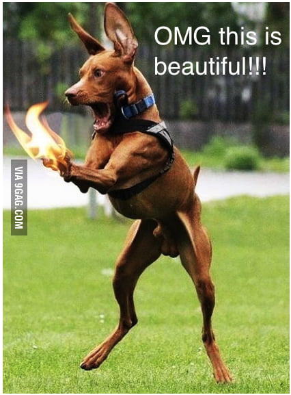Ecstatic Dog - 9GAG