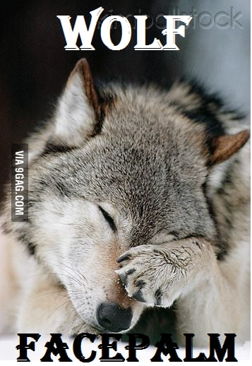 Wolf Facepalm - 9GAG