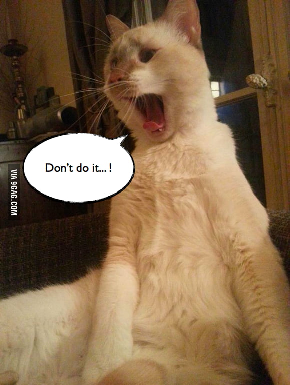 Desperate Cat - 9GAG