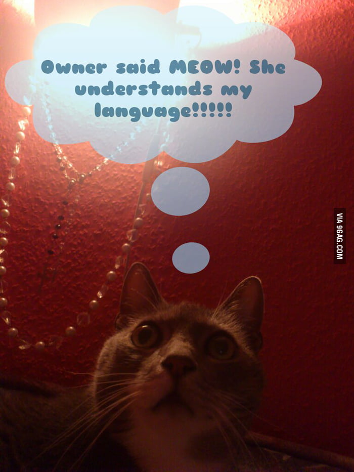 Owner said meow She understands my language - 9GAG
