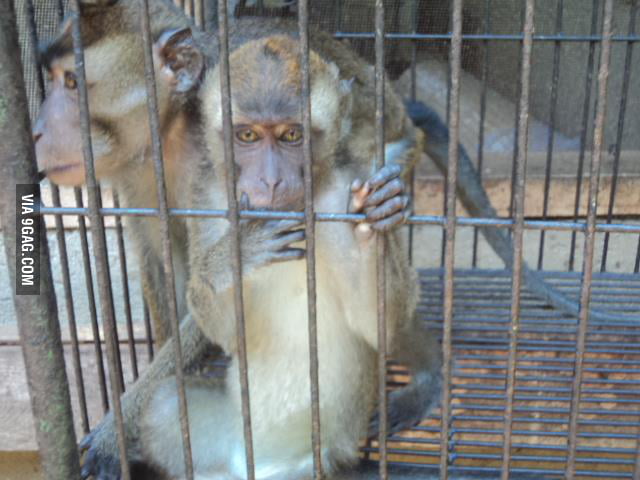 Photogenic monkey - 9GAG