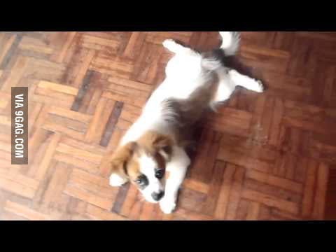 Dog Splits - 9GAG