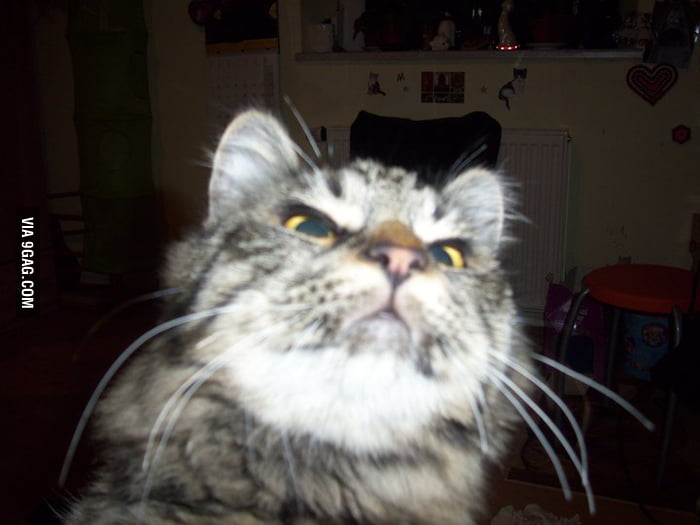 Sceptical cat - 9GAG