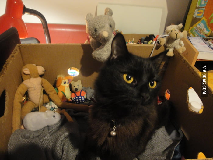 I have so many pets - 9GAG