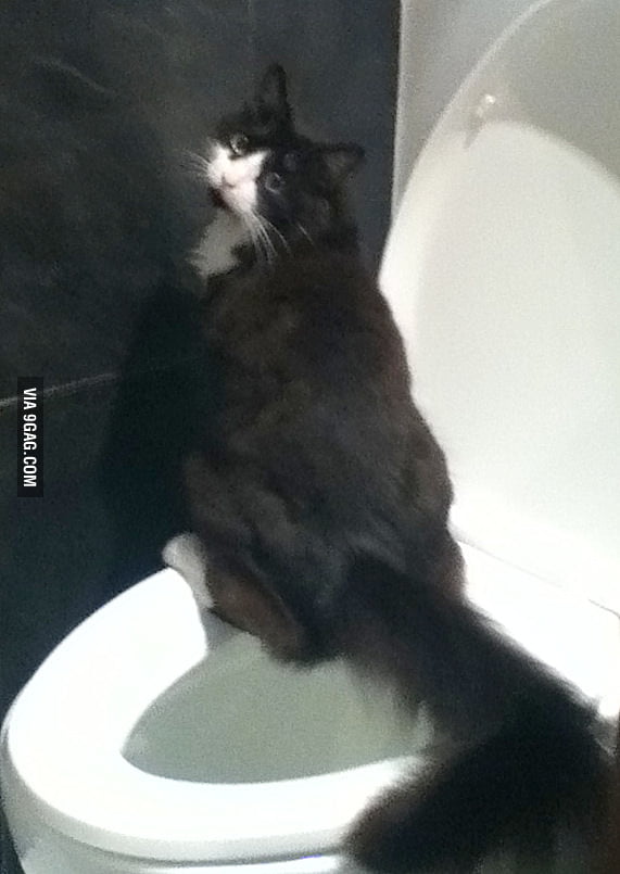 That awkward moment when your cat thinks it's human - 9GAG