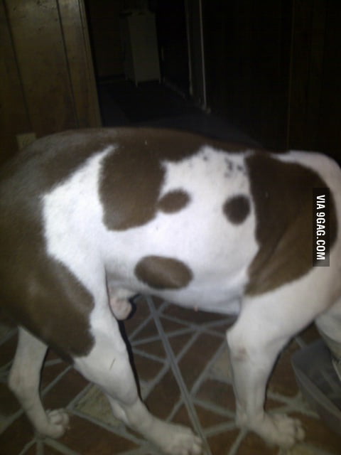 Yo dawg, I heard you like dawgs, so I put a dawg in yo dawg - 9GAG