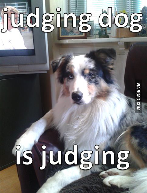 Judging dog is judging - 9GAG