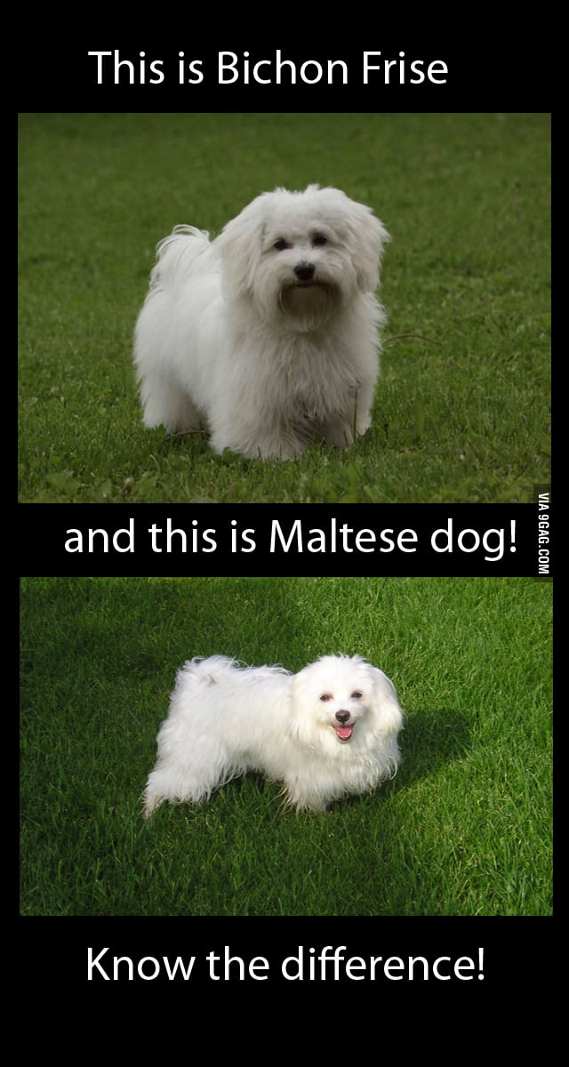 Bichon Frise vs Maltese dog - 9GAG