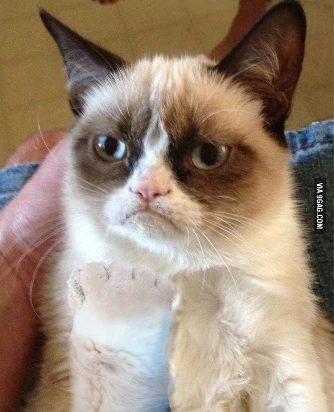 Succes cat! not grumpy cat - 9GAG