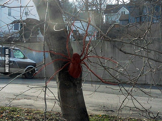 Giant Tree Spider - 9GAG