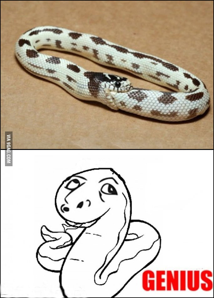 Genius Snake! - 9GAG