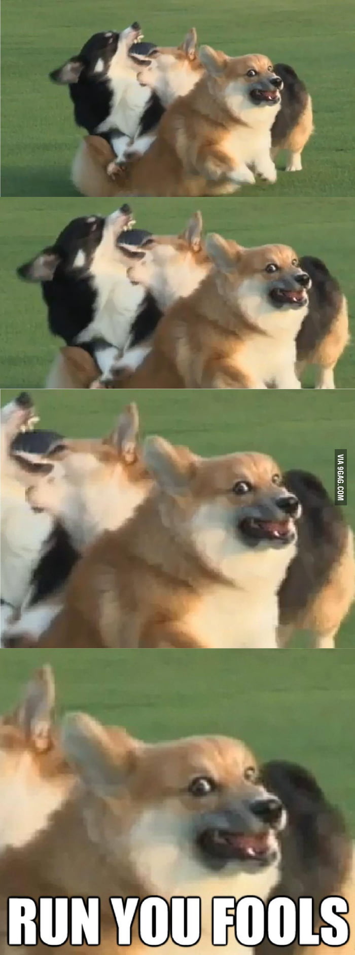 Corgi scared as hell - 9GAG