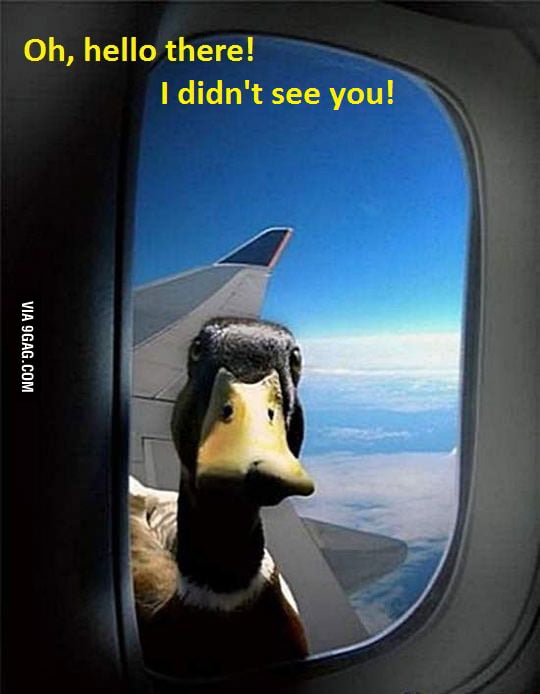 Oh, hello there! - 9GAG