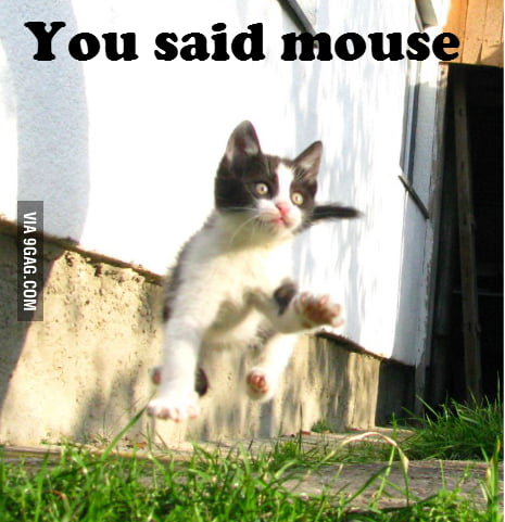 You said mouse? - 9GAG
