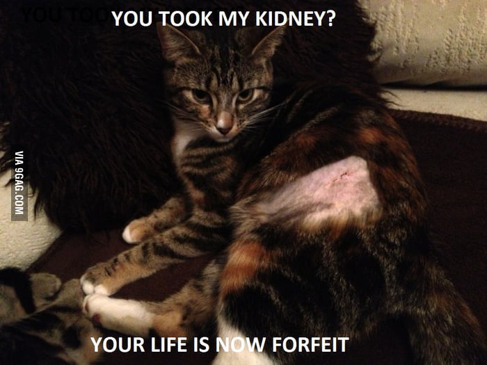 You took my Kidney? - 9GAG