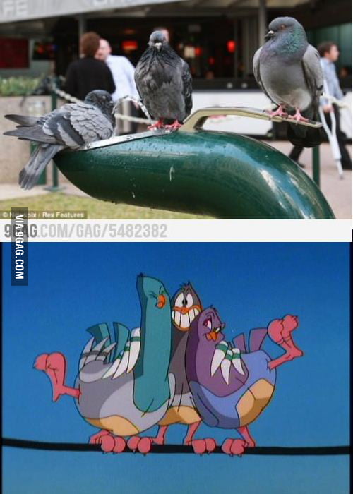 The real three pigeons - 9GAG