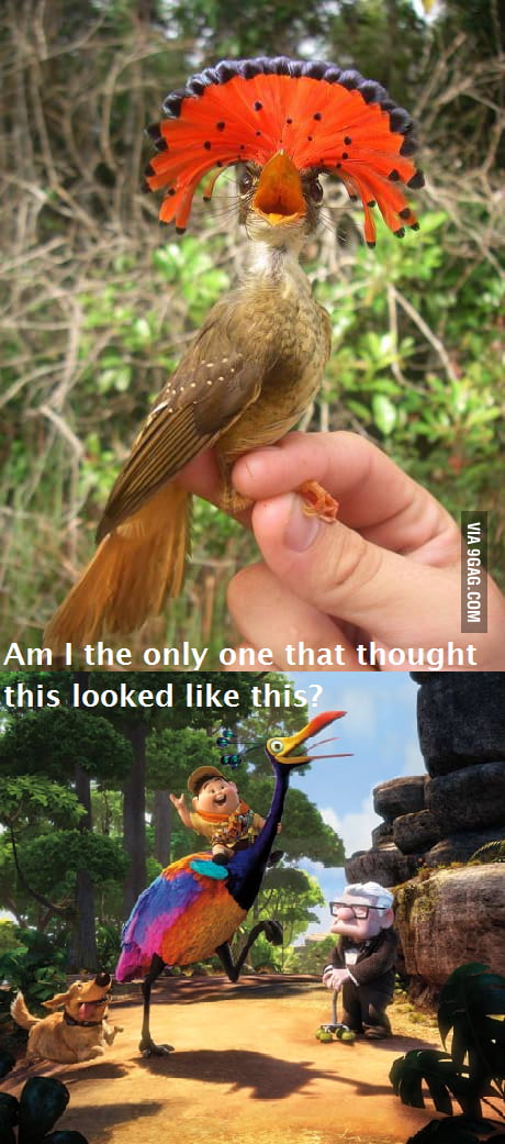 Kevin, the bird from UP - 9GAG