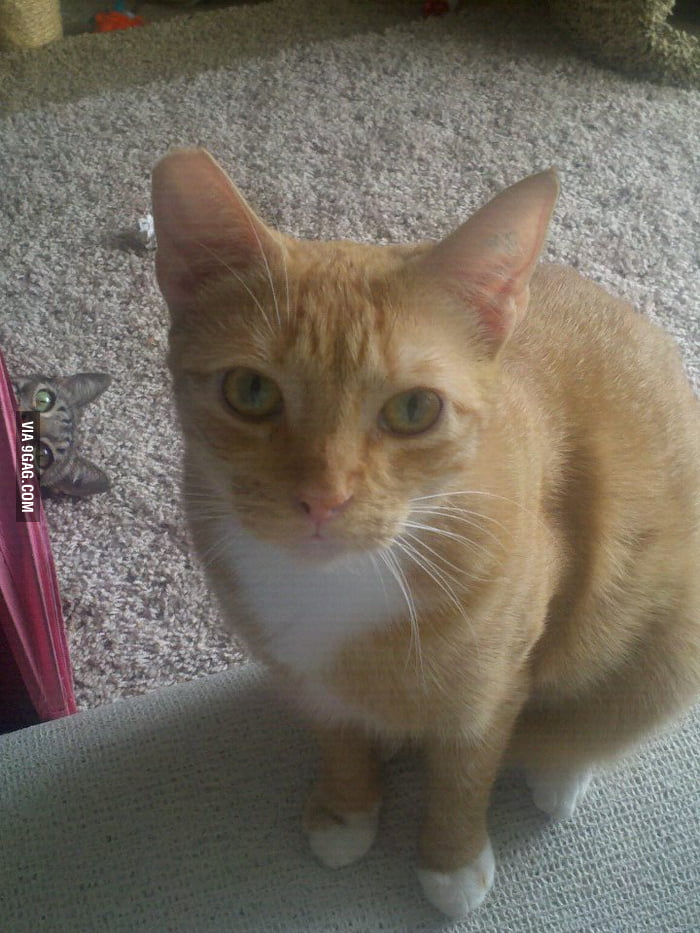 Kitten Photobomb - 9GAG