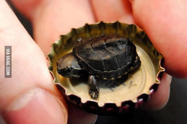 Super tiny turtle - 9GAG