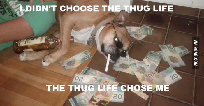Thug life dog - 9GAG