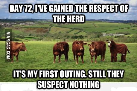 Spy Cow - 9GAG