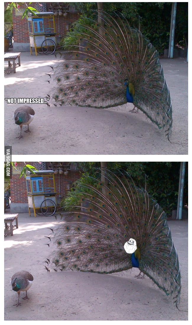 Forever Alone Peacock.. - 9GAG