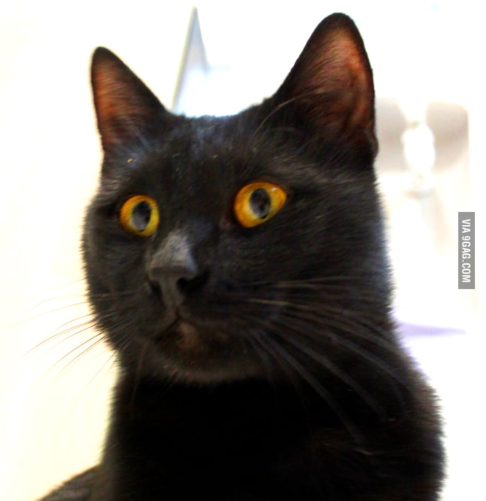 Ohh my.... cat - 9GAG