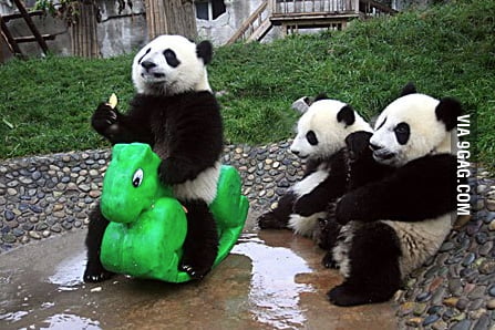 Just Pandas eating potato chips chillin' and shit. - 9GAG