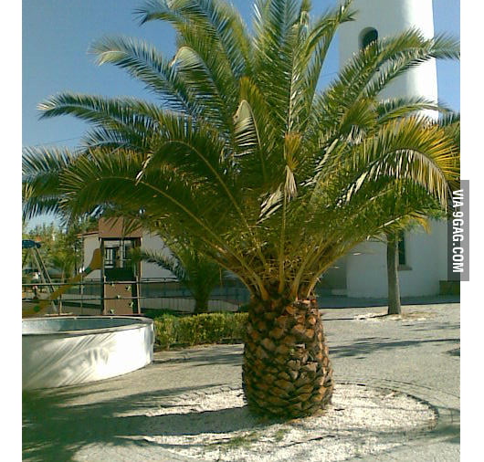 Not sure if is a palm tree or a pineapple! - 9GAG