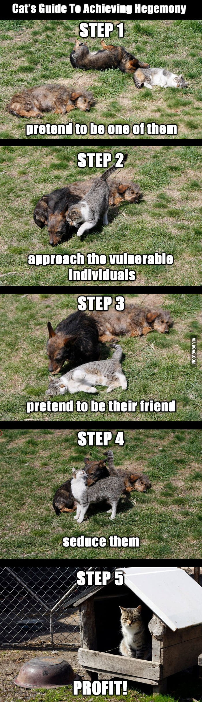 Cat's guide to achieving Hegemony - 9GAG