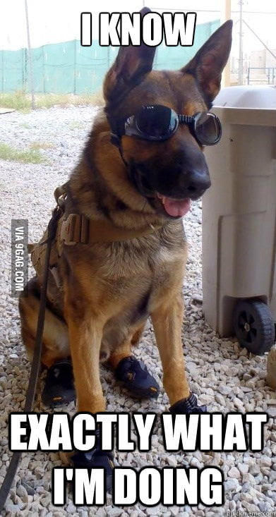 Baffy the bomb dog - 9GAG