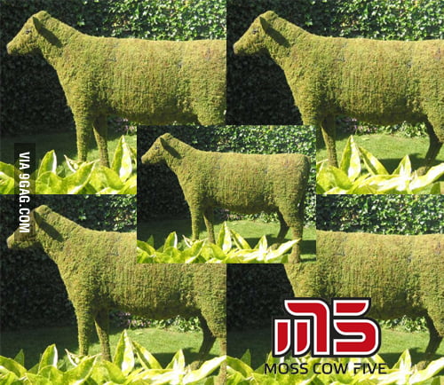 Moss Cow Five - 9GAG